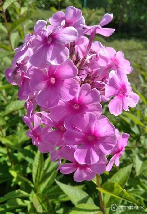 Отзыв о Растение декоративное садовое Флокс метельчатый Невероятно красивые неприхотливые