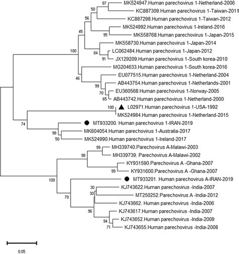 Phylogenetic Analysis Based On Partial Vp1 Nucleotide Sequences Of