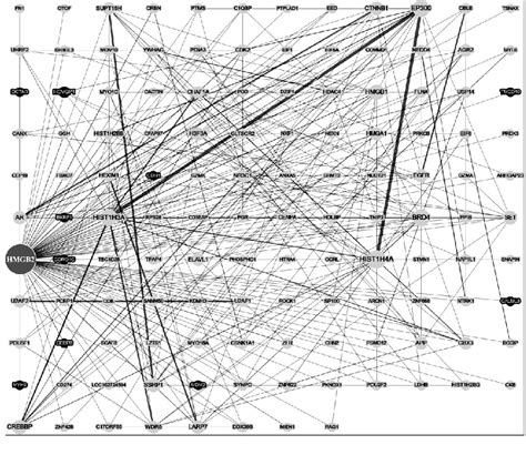 Figure 7 From Structure And Functions Of Hmgb2 Protein Semantic Scholar