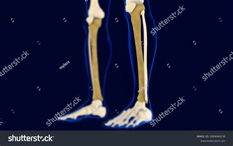 Tibia Bones Human Skeleton Anatomy D Stock Illustration