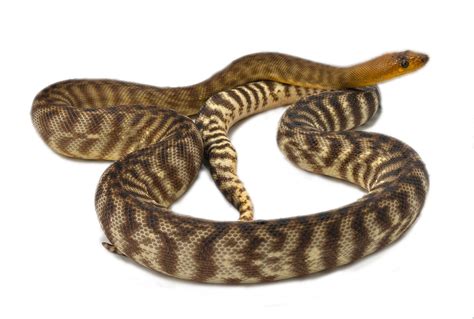 Male Woma Python Mwpp01 East Bay Vivarium