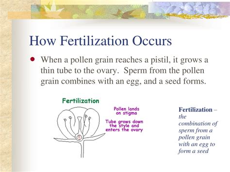 Ppt Understanding Fruit And Seed Structure And Function Powerpoint Presentation Id 9637453