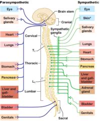 Lecture Chapter 15 Study Guide Autonomic Nervous System Flashcards