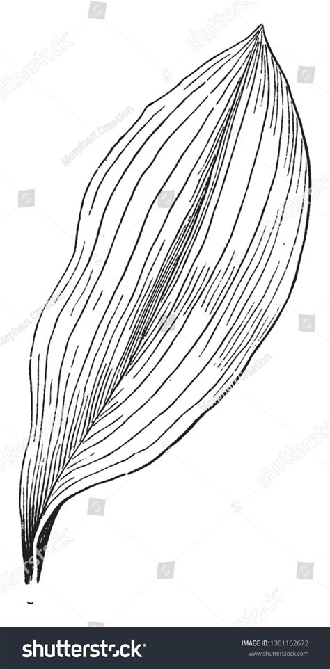 Parallel Leaf Images Stock Photos Vectors Shutterstock