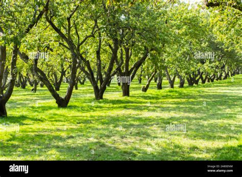 Obstgarten Hintergrund Fotos Und Bildmaterial In Hoher Auflösung Alamy