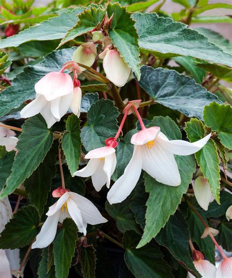 How To Propagate Begonias Expert Tips Homes And Gardens