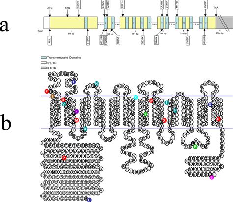 Figure 2 From The Mct8 Thyroid Hormone Transporter And Allan Herndon Dudley Syndrome Semantic