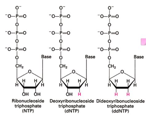 Biotechnology Chapter 6 Flashcards Quizlet