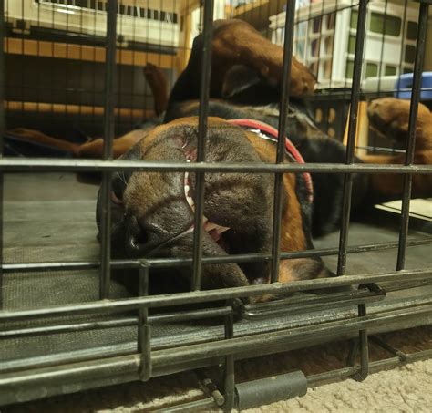 3 Week Bandt Minor Behavior Modification Purely Balanced K9 Training