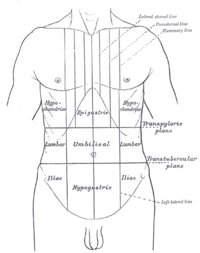 Abdominal Wall And Cavity Flashcards Quizlet