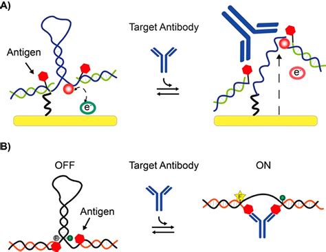 Antibody Binding Detection At Leah Crisp Blog