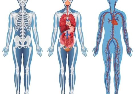 Hình vector Đặt cơ thể con người hệ thống cơ quan nội tạng tuần hoàn thần kinh cơ bắp cấu trúc