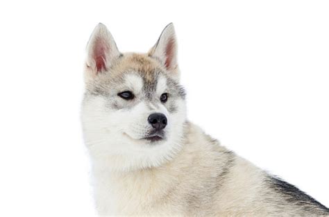시베리안 허스키 강아지 개입니다 거친 품종 초상화를 닫습니다 허스키 개는 검은색 갈색 및 흰색 털 색깔이 있다 격리 된 흰 배경입니다 공간에 복사 합니다 가까운에 대한 스톡