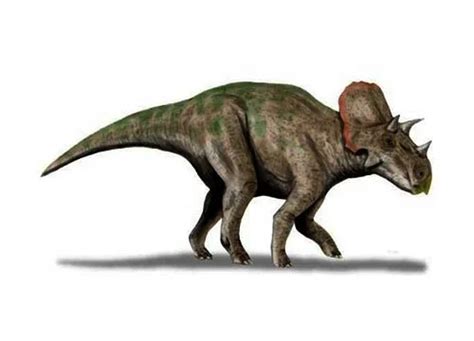 Ceratopsian Dinosaurs Description Size Fossil Diet And Facts