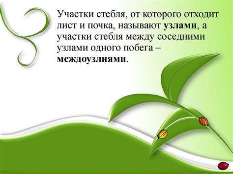 Побег Развитие побега из почки презентация онлайн