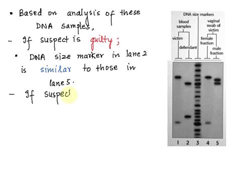Solved 20 The Key Portion Of The Autoradiograph From A Single Locus Probe Point Analysis Of