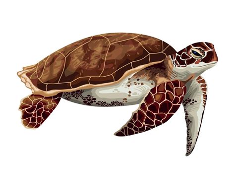 Loggerhead Sea Turtle Drawing