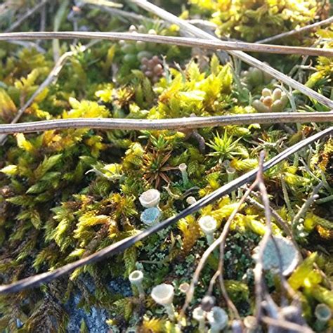 Decompose By System On Amazon Music