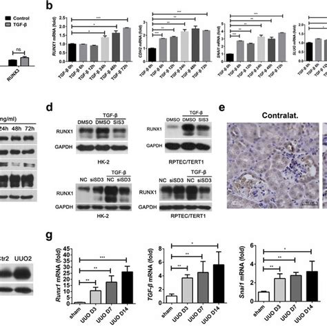 tubule specific deletion of runx1 ameliorates fa induced renal