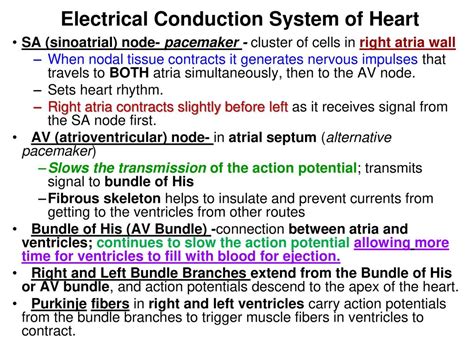 Only Electrical Connection Between Atria And Ventricles At Pauline Dane Blog
