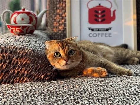 Brown Couch Covers Mamma Mia Brown Sofa Slipcover