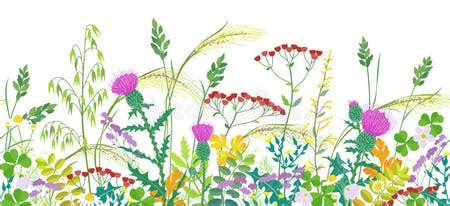 Steppe Flower Model Stock Illustrations 1190 Steppe Flower Model