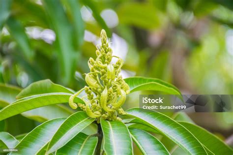 망고 꽃 개화 0명에 대한 스톡 사진 및 기타 이미지 0명 개화기 과실나무 Istock