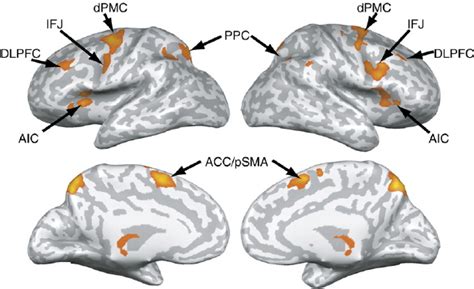 The Cognitive Control Network Red Areas On The Inflated Brain Download Scientific Diagram