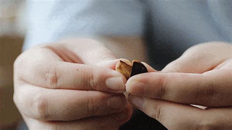 敦煌李广杏，一年相遇只有20天！杏子日子原料