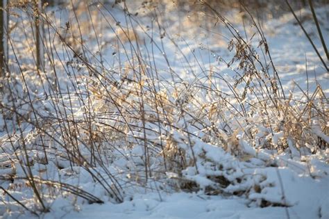 Premium Photo Dried Blades Of Grass And Forbs Sticking Out From Under
