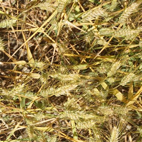 Weed Detection Object Detection Dataset And Pre Trained Model By Daniel