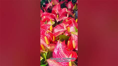 🦋හැමෝම ඉල්ලන අලුත්ම වර්ග ලාවා කාවා මයික්‍රෝ මෙලෝඩියා ඇතුලු ඔක්කොම එක්ක සුපිරිම පැකේජය