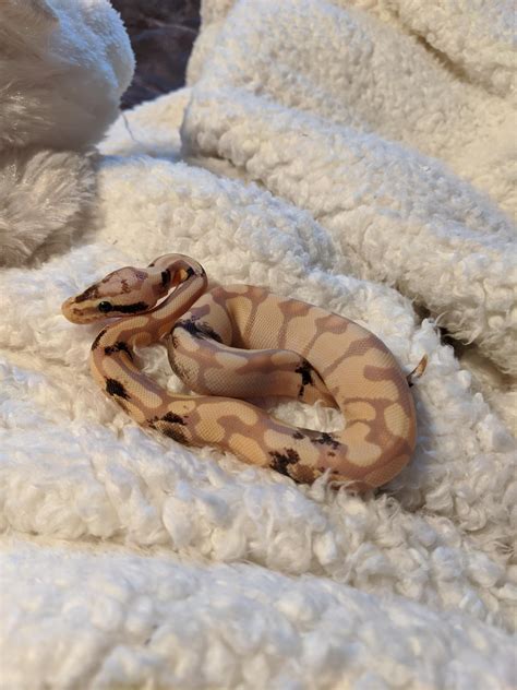 3 Year Comparison R Ballpython