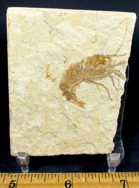 Fo103 Fossilized Shrimp The Rock Shed