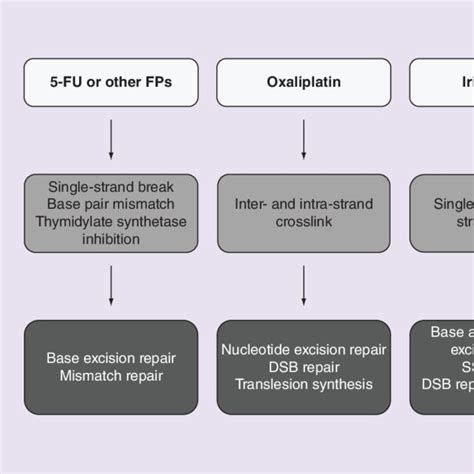 Treatment Strategies In Colon Cancer Patients 5 Fu 5 Fluorouracil Download Scientific Diagram