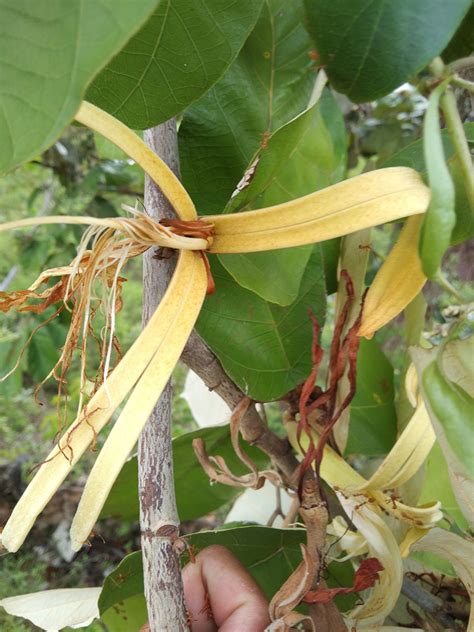 Pterospermum Diversifolium Dombeyaceae