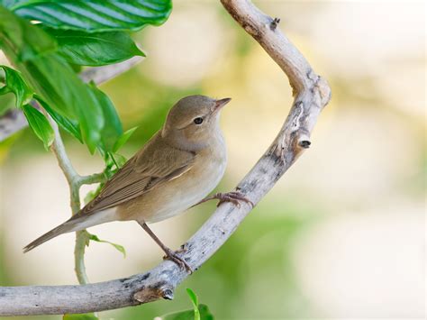 Garden Warbler Birdforum