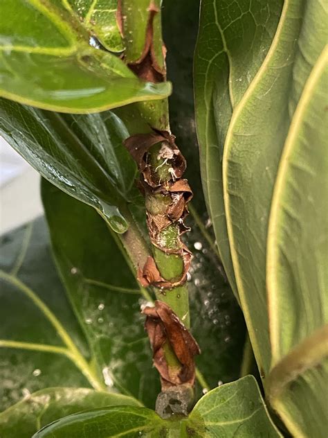 Infestation On Fiddle Leaf Fig Rhouseplants