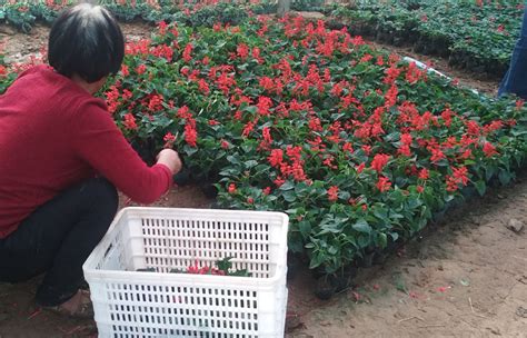 一串红 青州市多彩苗木种植场
