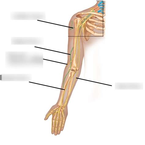 Cervical And Brachial Plexus Diagram Quizlet