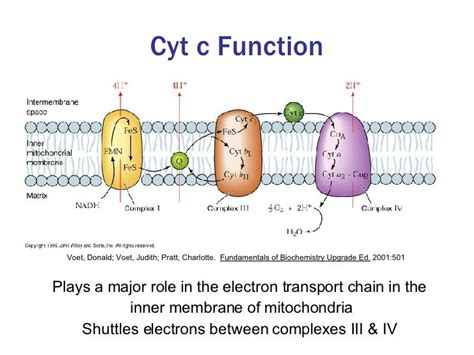 Surface Coverage Dependent Renaturation Of Oxidized Cytochrome C Adso