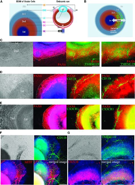 Spontaneously Generated Ppm Cells In A 2d Seam Of Human Eye Development