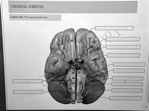 Cranial Nerves Label The 12 Cranial Nerves Cranial Nerves Label The 12 Cranial Nerves