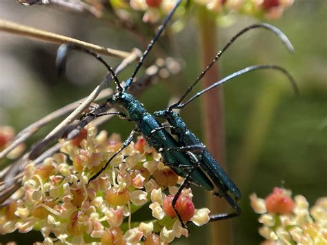 Cerambycidae