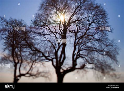 Trees With Sunlight Stock Photo Alamy