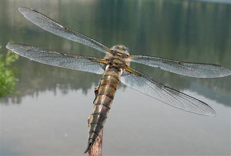Libellulidae Libellula Quadrimaculata Bugguidenet