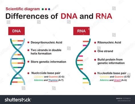 Scientific Diagram Show Difference Between Dna Stock Vector Royalty Free 1727530213