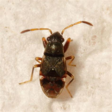 Bug BugGuide Net