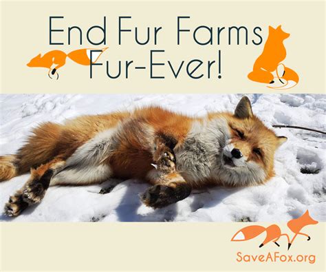 Web Banners Renas Graphics