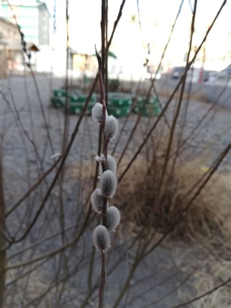 Түмэнбаяр Түвшинбат Амралтын өдрийн мэнд Facebook